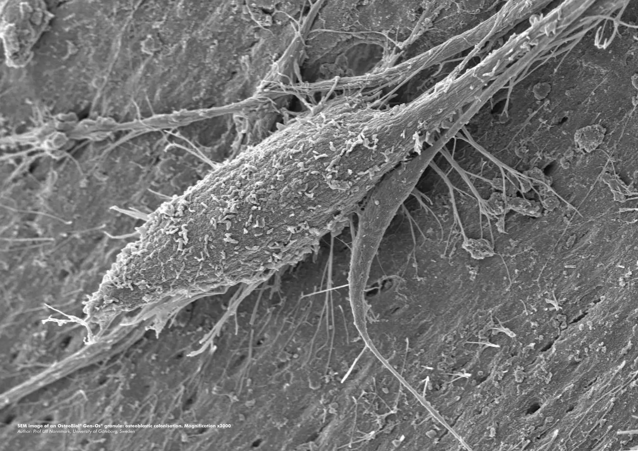 Catalog Osteobiol 2020 EN | PDF