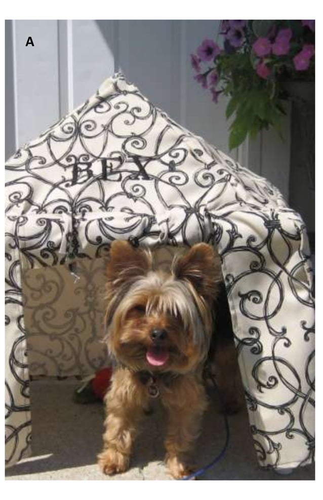 Pet Venture Boutique Catalog | PDF