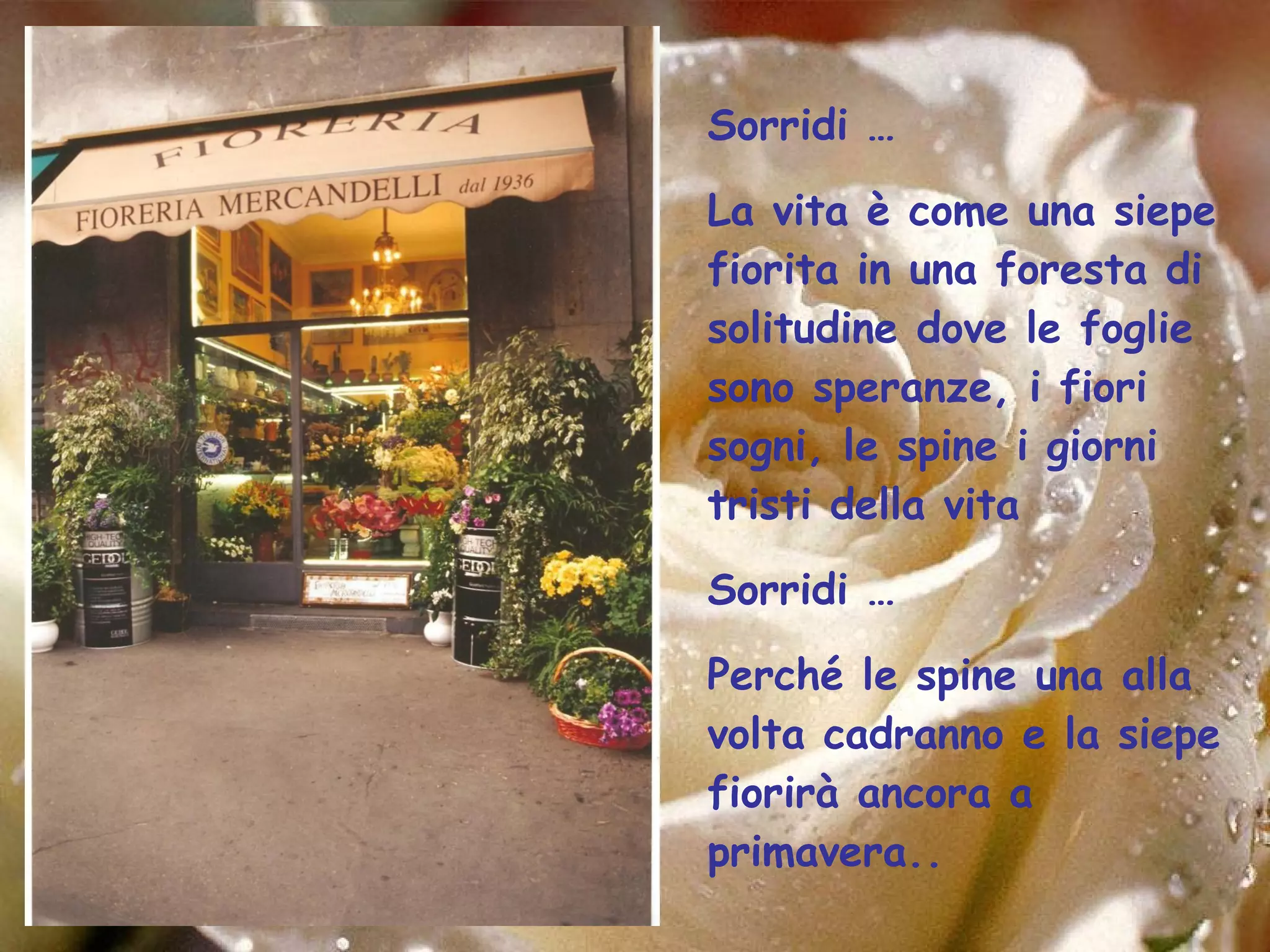 Catalogo fioreria Mercandelli | PPT