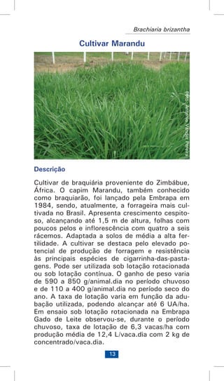 Catálogo de forrageiras recomendadas pela Embrapa | PDF