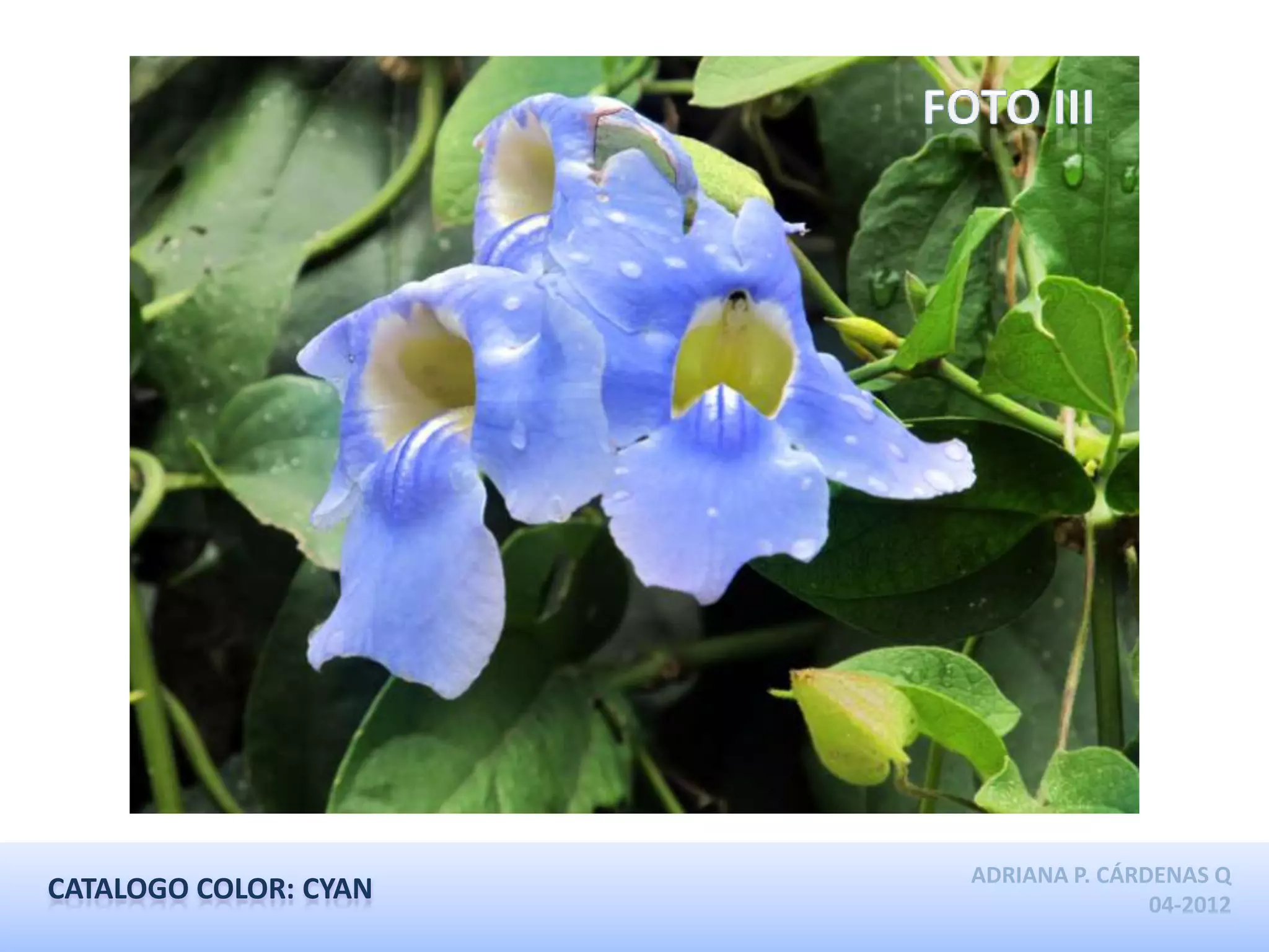 Catalogo color Cyan | PPTX