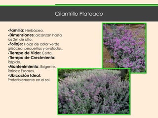 Catalogo de especies y mobiliario (GABRIELA R Y MARÍA G.U).pdf