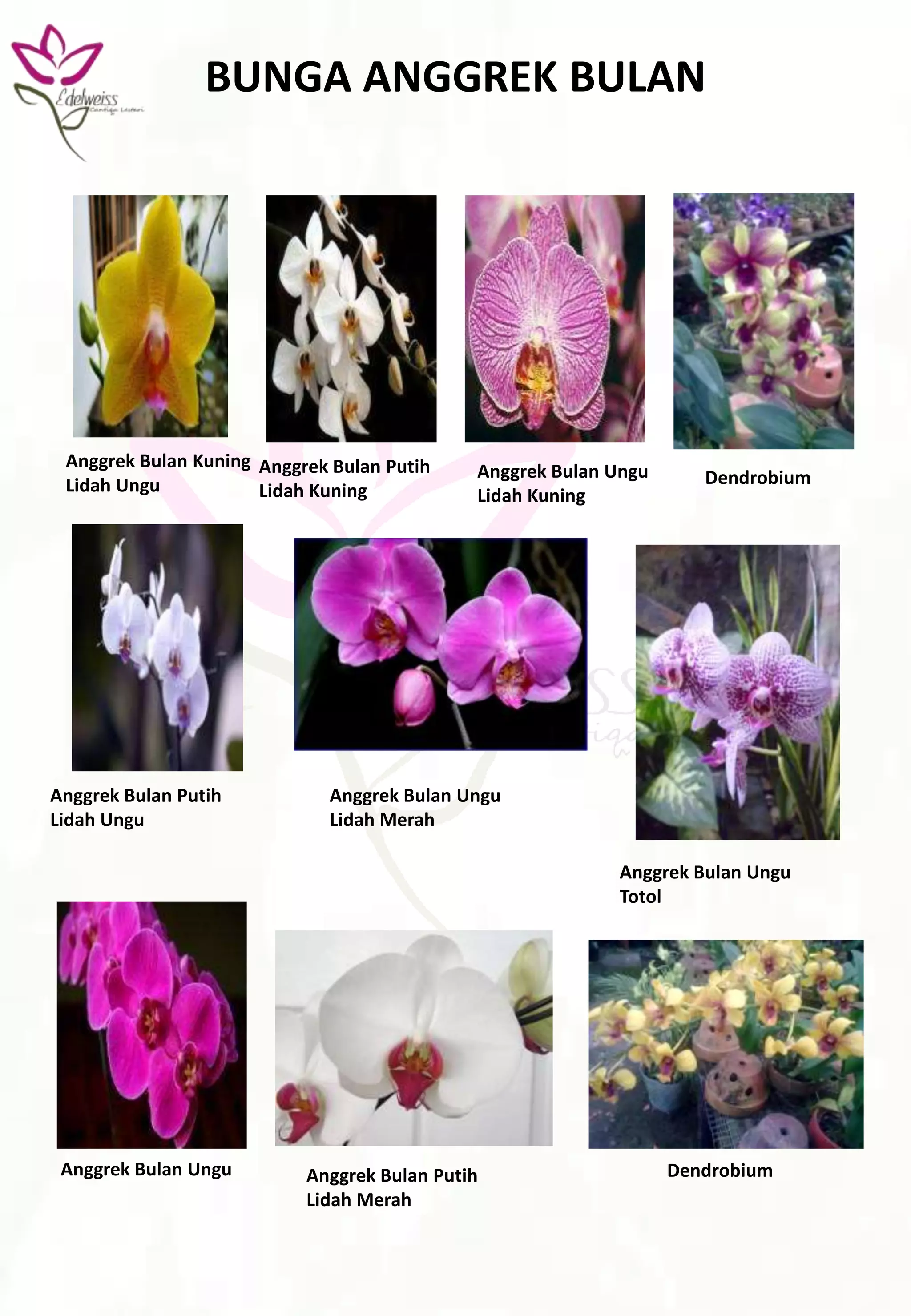 Catalogue Tanaman Hias. | PPTX