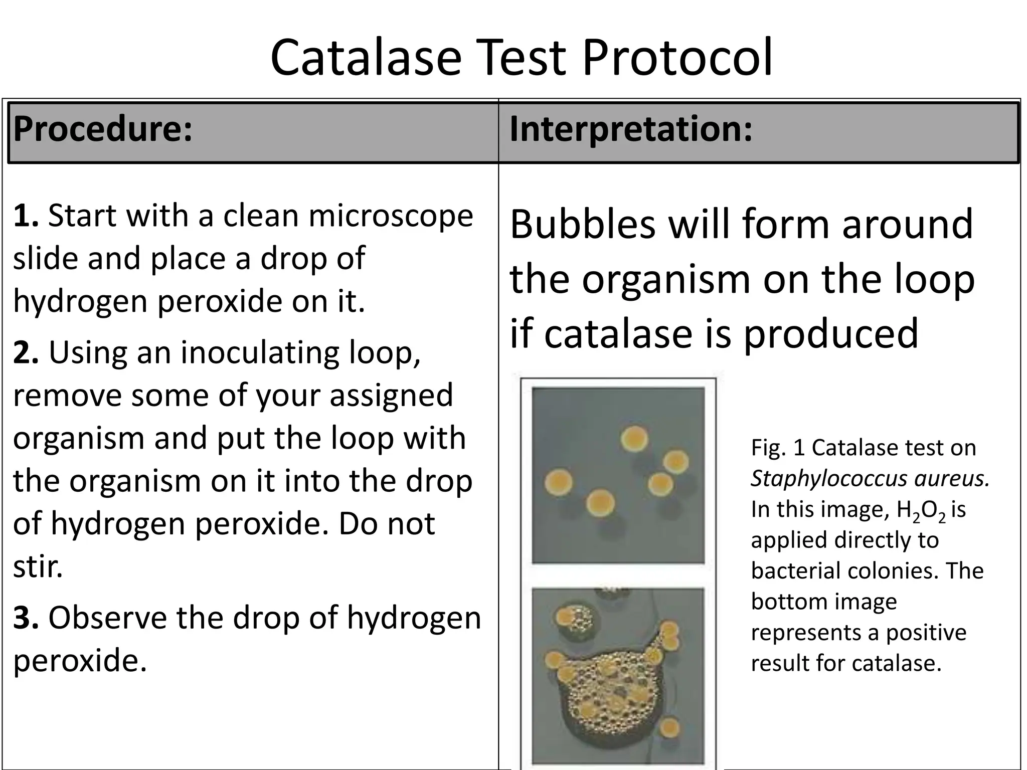 catalase test presented by dr mohan singh dhakad | PPTX