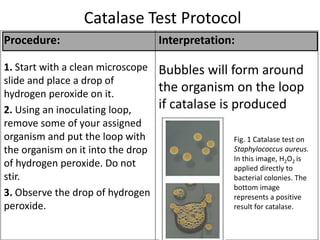 catalase test presented by dr mohan singh dhakad | PPTX