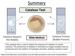 catalase test presented by dr mohan singh dhakad | PPTX
