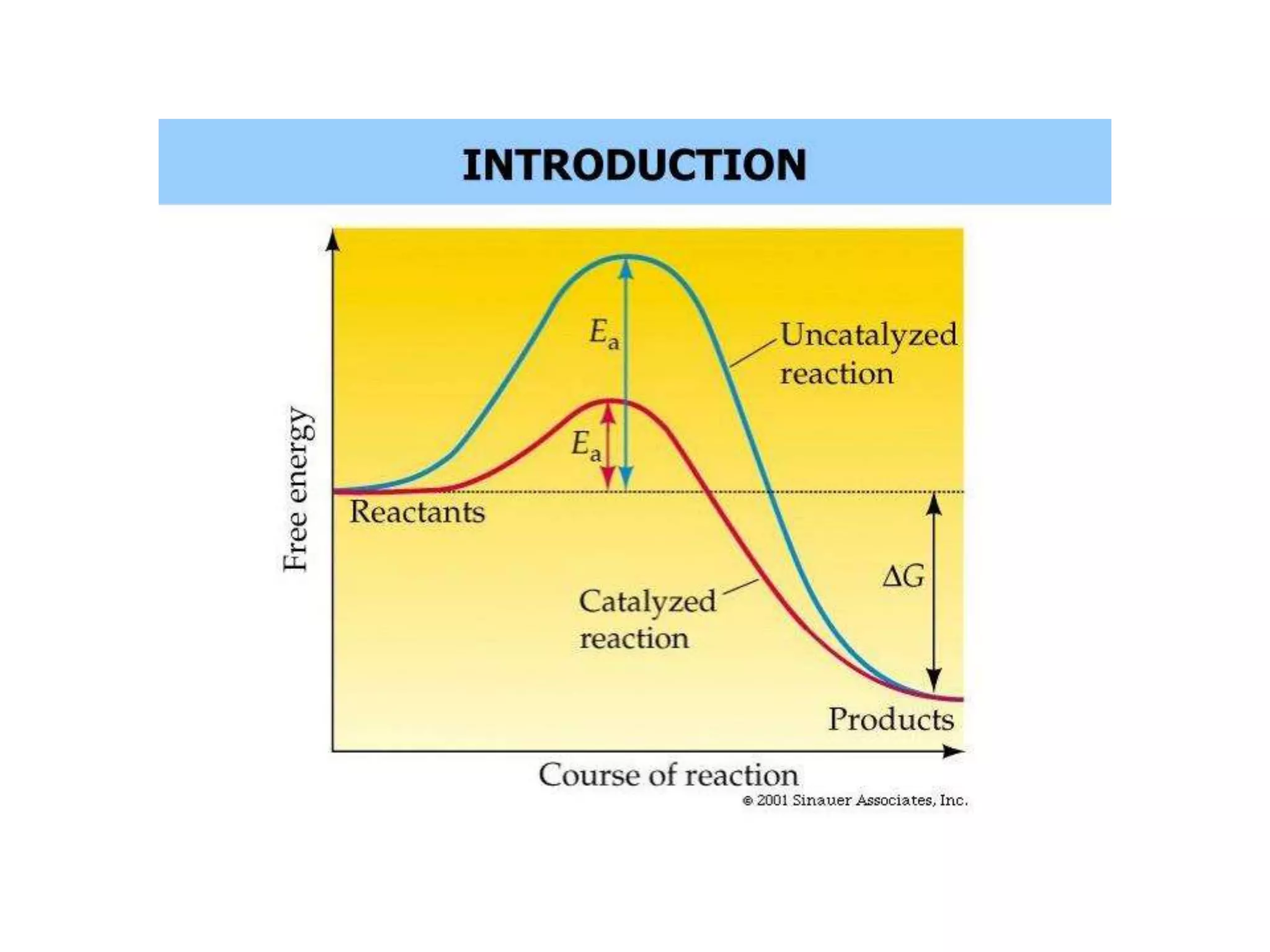 Catalysis.pptx