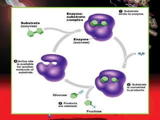 Catalyst and enzymes | PPT