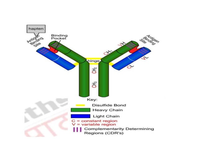 Catalytic Antibody.pdf