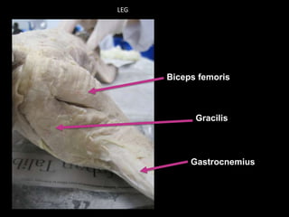 Anatomy of a Cat | PPTX