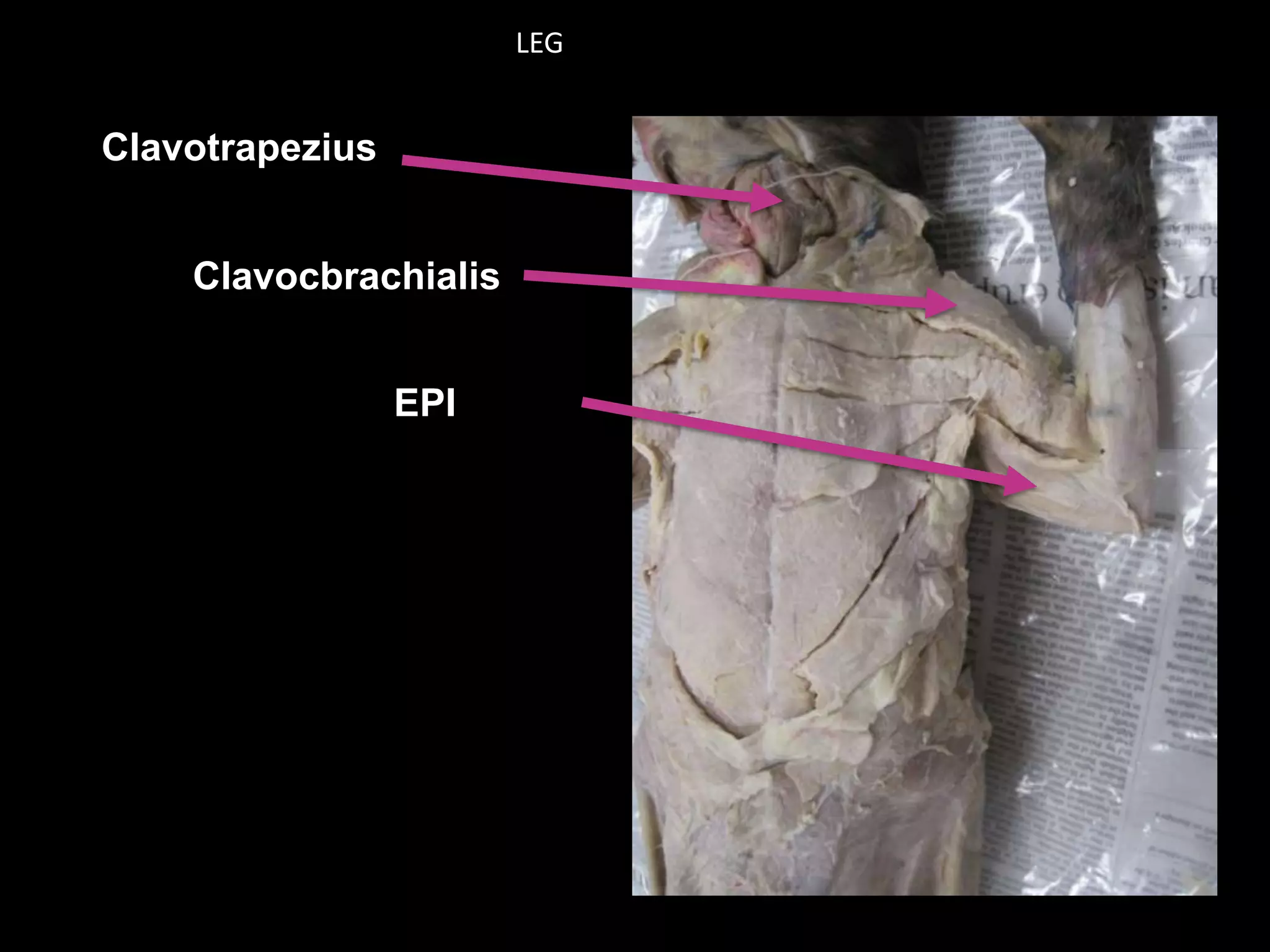 Cat anatomy. melanie and marinda | PPTX