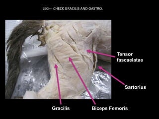 Cat anatomy. melanie and marinda | PPTX