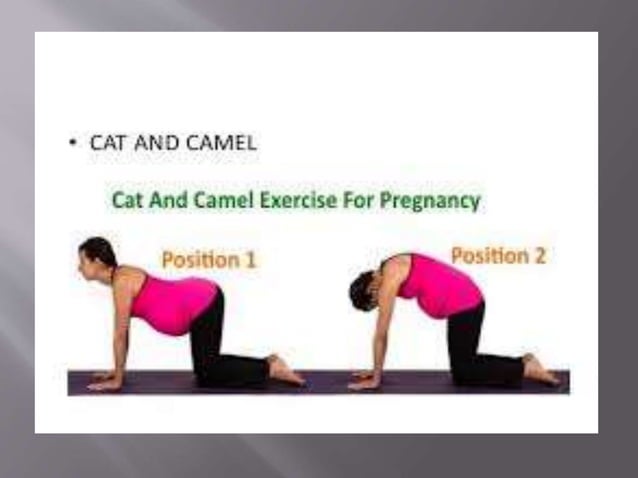 Cat and camel exercises | PPT