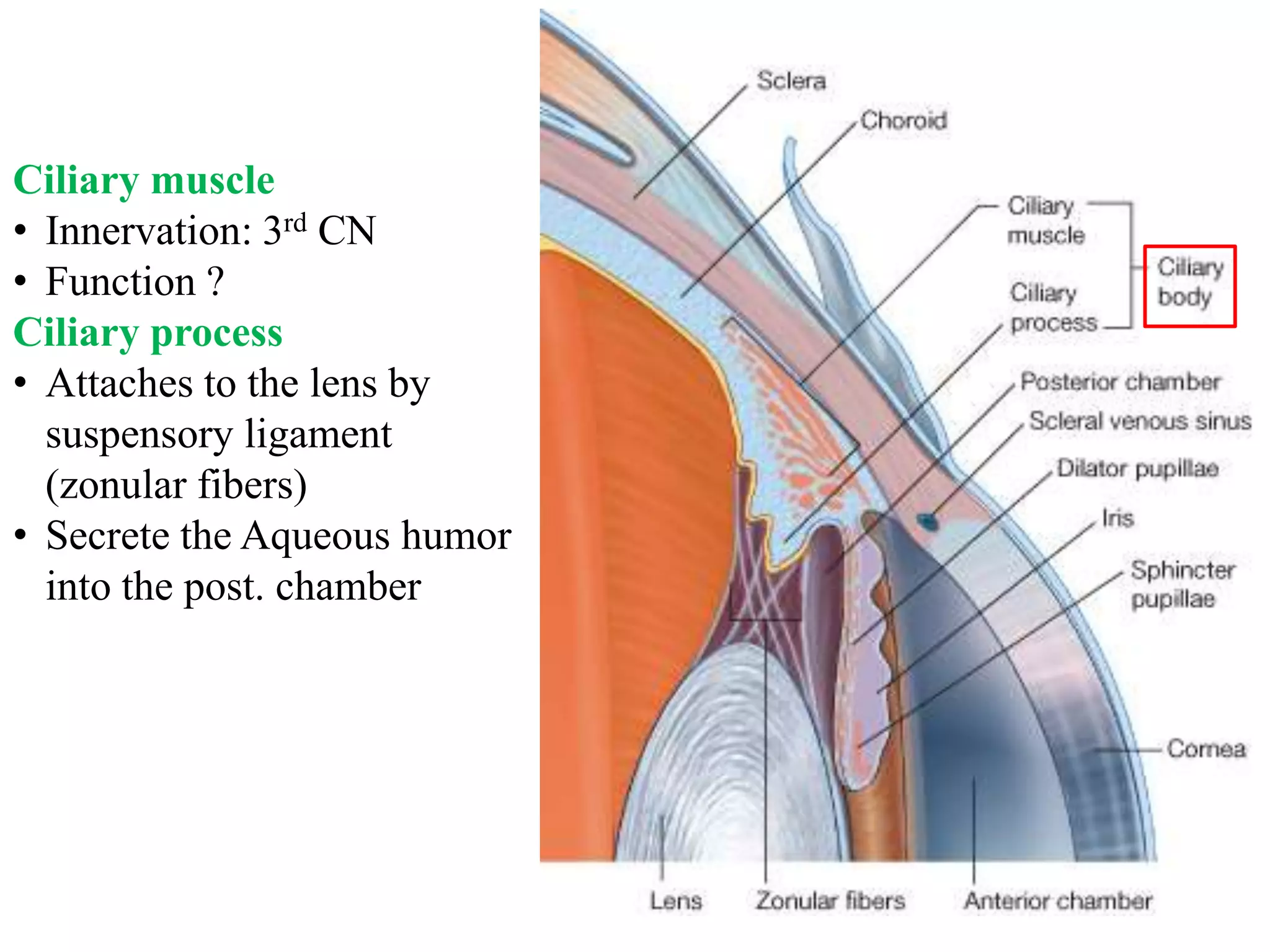 Cataract_0.ppt