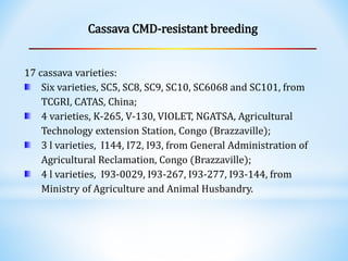 Cassava breeding and screening activities in China | PPT | Free Download