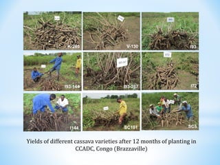 Cassava breeding and screening activities in China | PDF