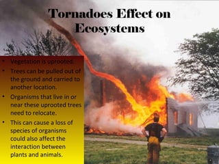 Catastrophic events impact on the ecosystem (nx power lite) | PPT