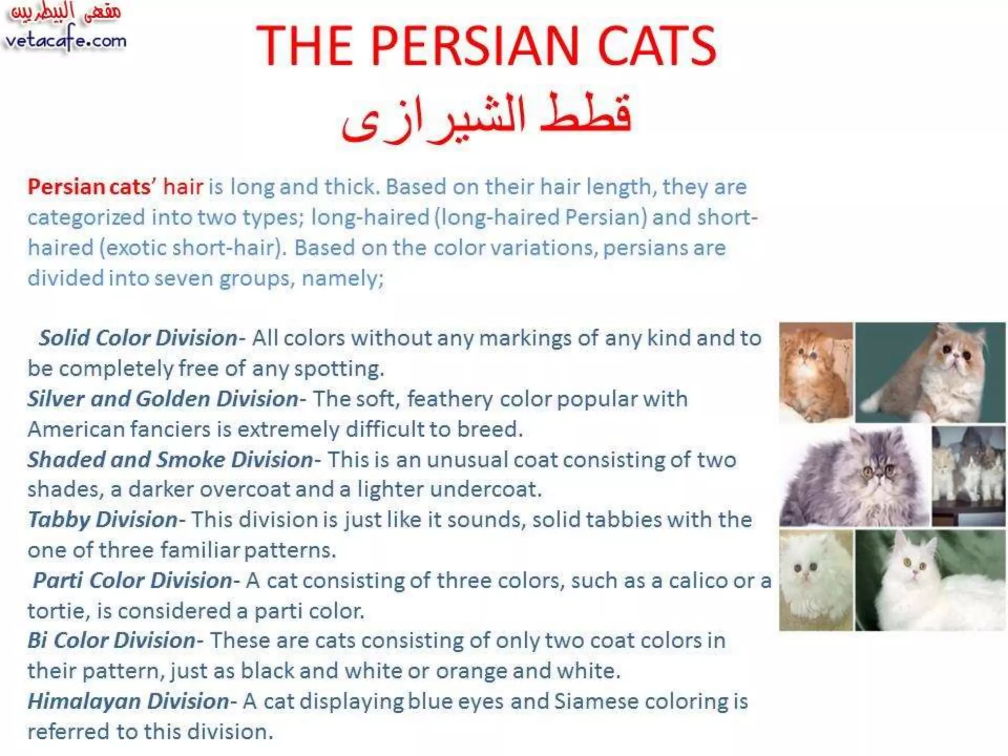 Cat breeds | PPTX