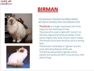 Cat breeds | PPTX | Cats | Pets