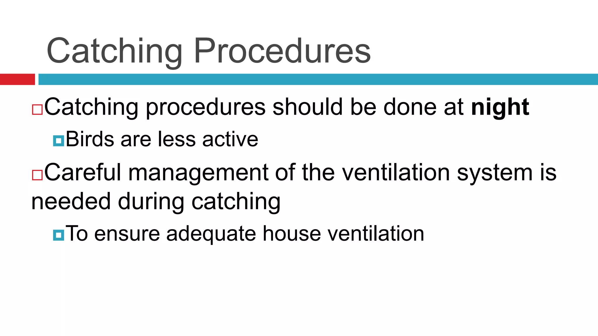 Broiler Chicken Catching Procedure | PPTX