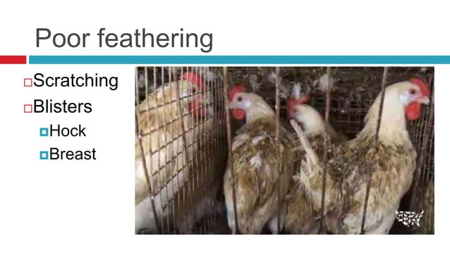 Broiler Chicken Catching Procedure | PPTX | Birds | Pets