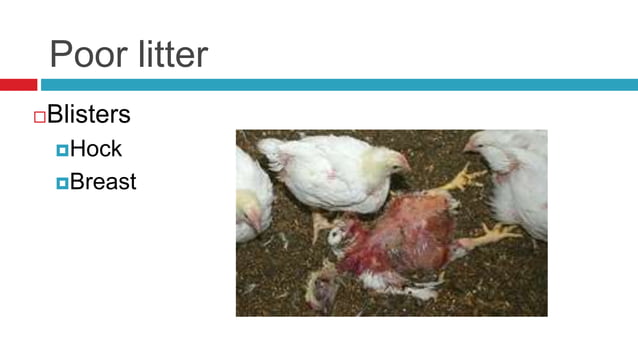 Broiler Chicken Catching Procedure | PPTX | Birds | Pets