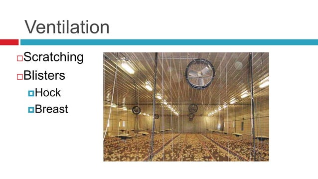 Broiler Chicken Catching Procedure | PPTX | Birds | Pets