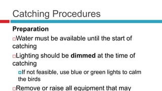 Broiler Chicken Catching Procedure | PPTX