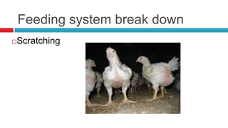 Broiler Chicken Catching Procedure | PPTX