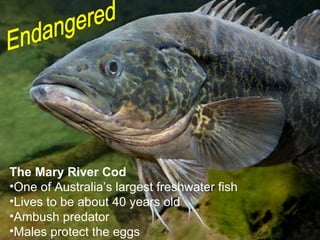 Playing in the land of the giants - the Mary River Threatened Species ...