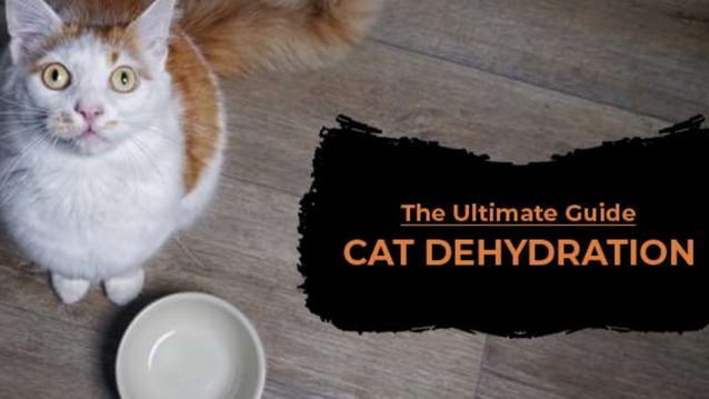 The Ultimate Guide: Cat Dehydration | PPT