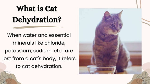 The Ultimate Guide: Cat Dehydration | PPT