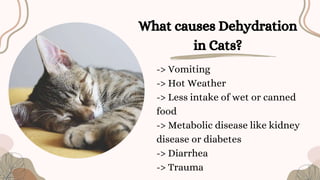 The Ultimate Guide: Cat Dehydration | PPTX | Veterinary Medicine | Pets