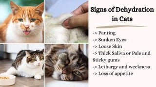 The Ultimate Guide: Cat Dehydration | PPTX | Veterinary Medicine | Pets