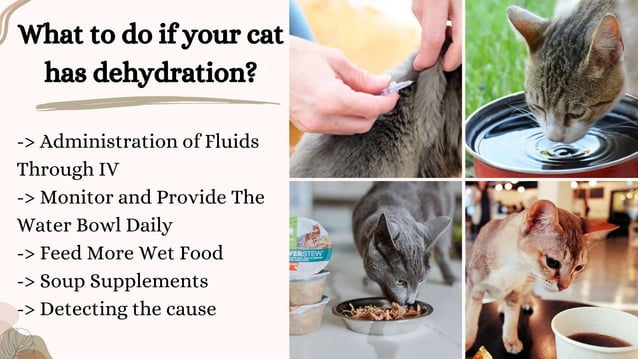 The Ultimate Guide: Cat Dehydration | PPT