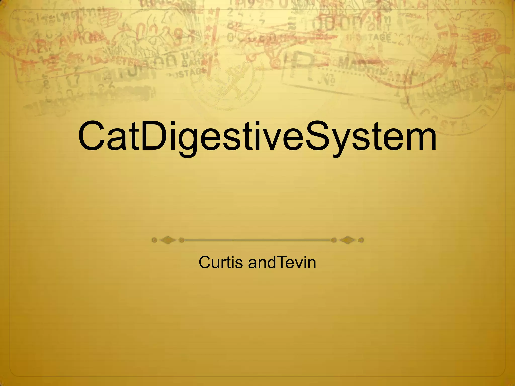 Cat digestive pp | PPTX