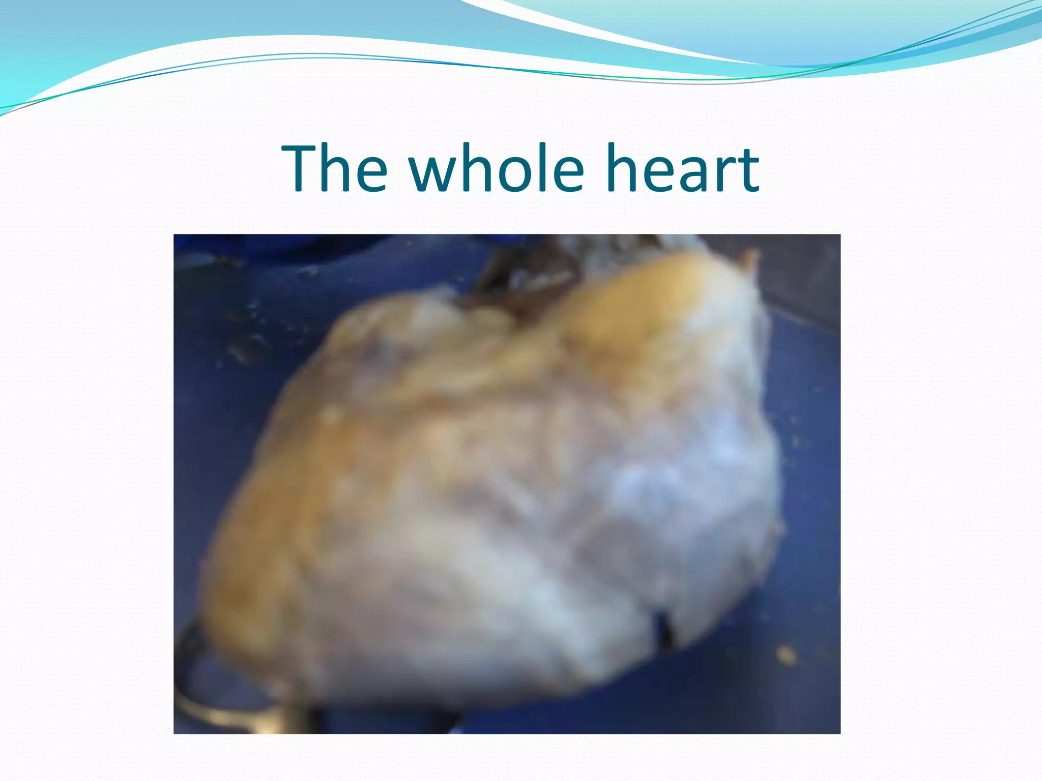 Cat dissection | PPTX