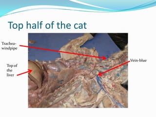 Cat dissection | PPTX