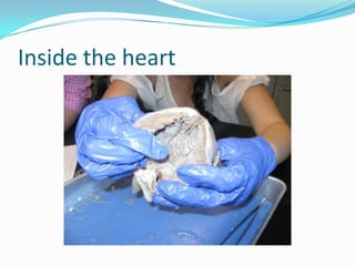 Cat dissection | PPTX