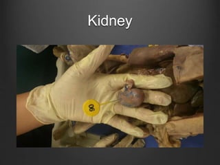 Cat dissection | PPT