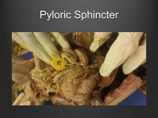 Pyloric Sphincter Cat