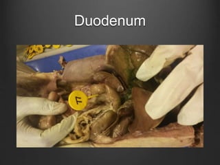 Cat dissection | PPT