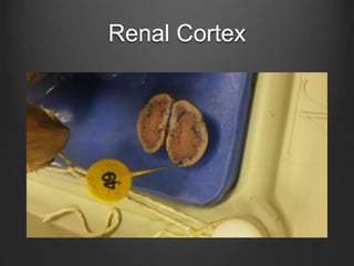 Cat dissection | PPT