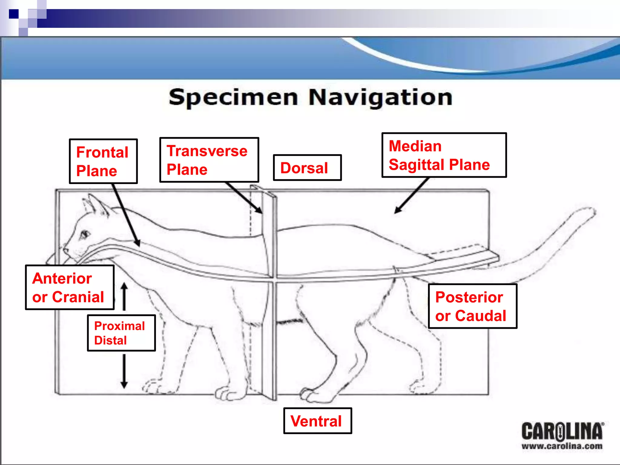 Cat dissection lab and notes chem and bio | PPTX | Heart and ...