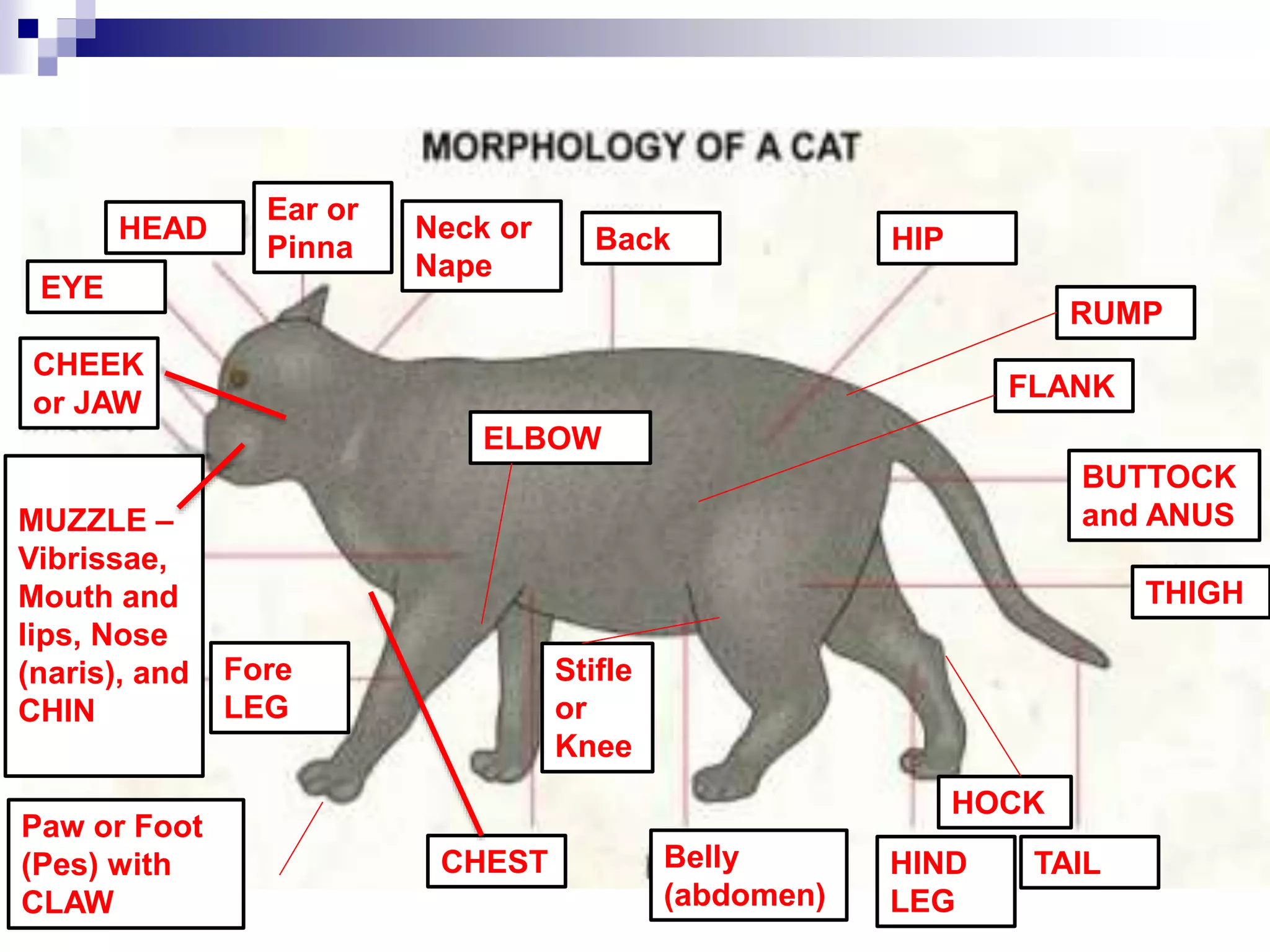 Cat dissection lab and notes chem and bio | PPTX