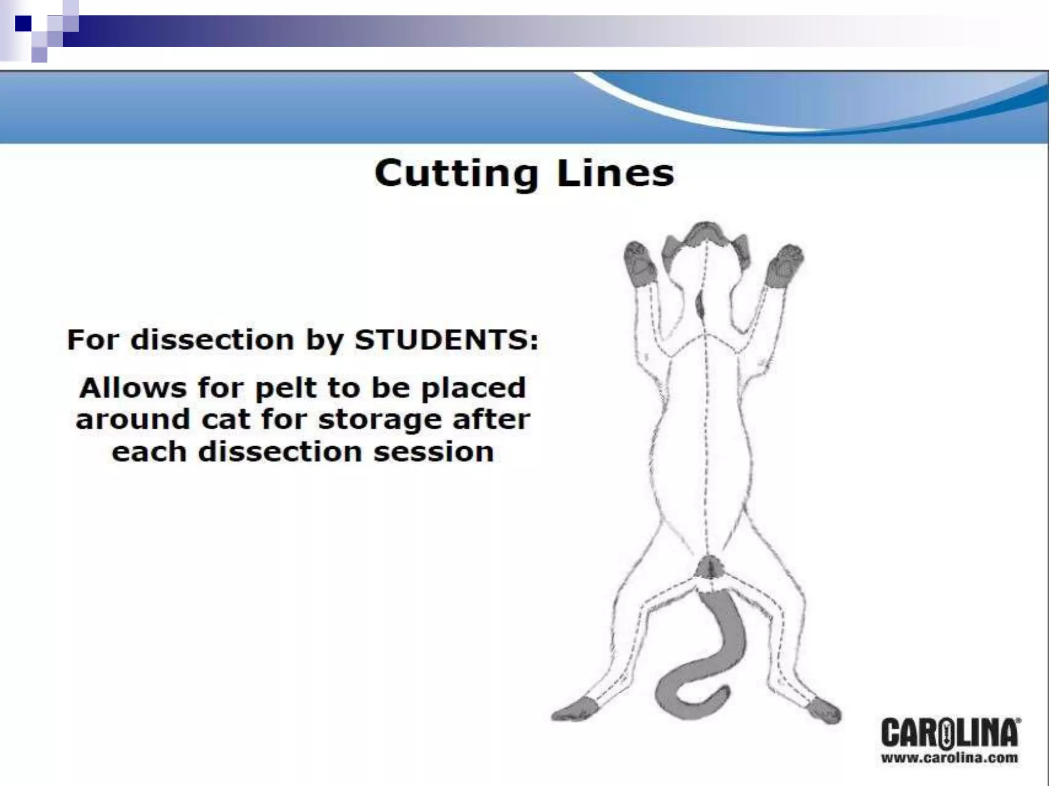 Cat dissection lab and notes chem and bio | PPTX | Heart and ...