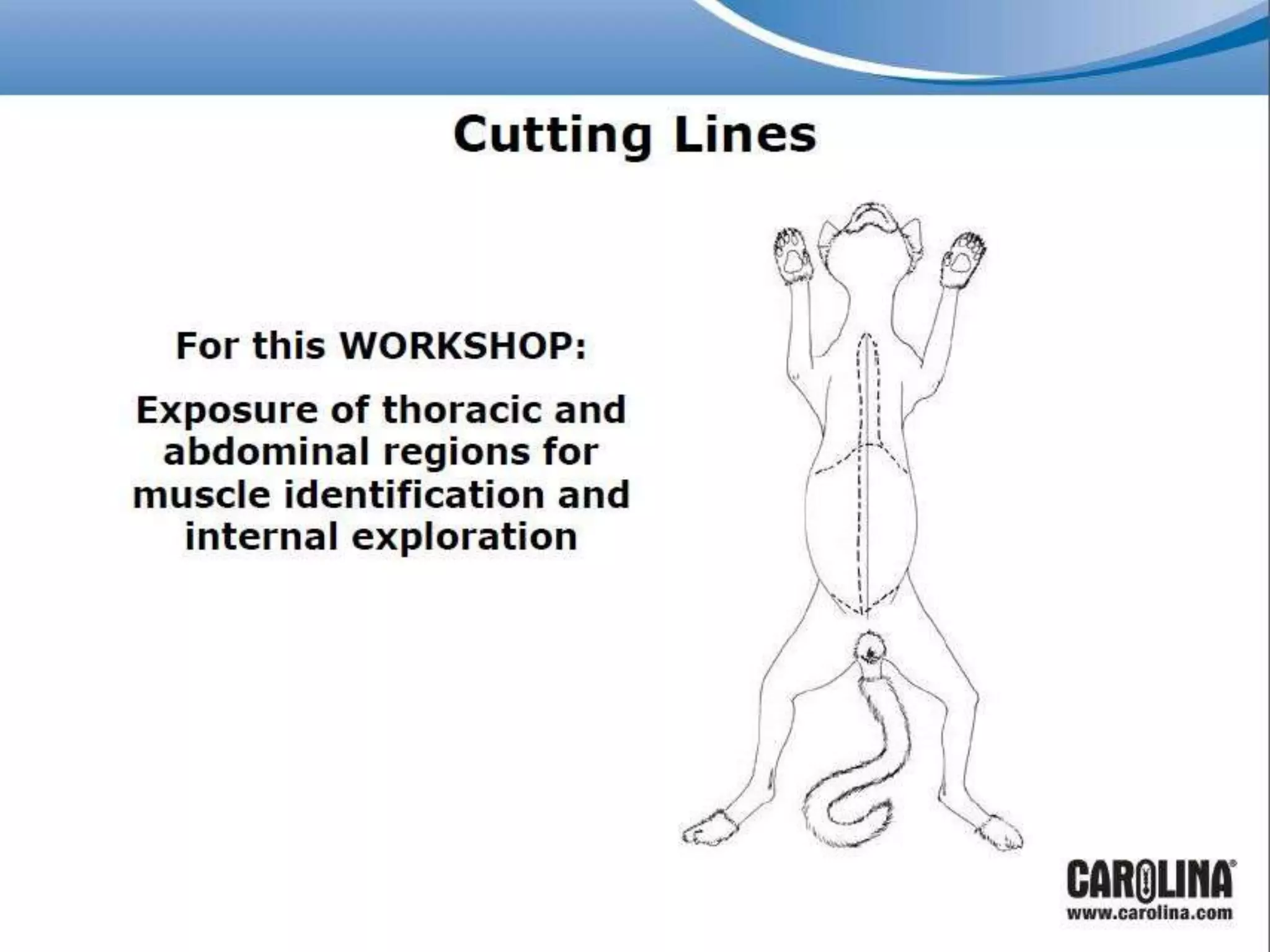 Cat dissection lab and notes chem and bio | PPTX