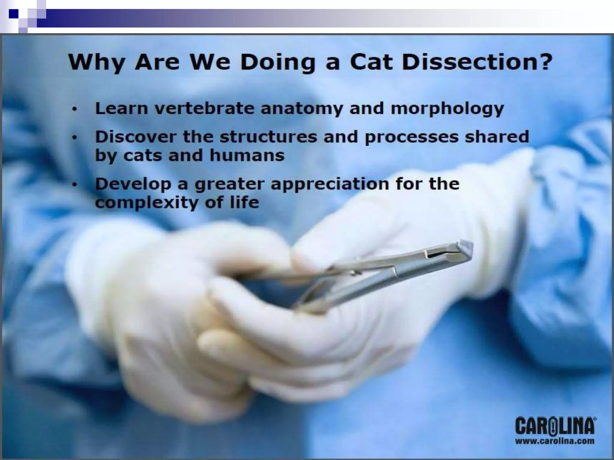 Cat dissection lab and notes chem and bio | PPTX | Heart and ...