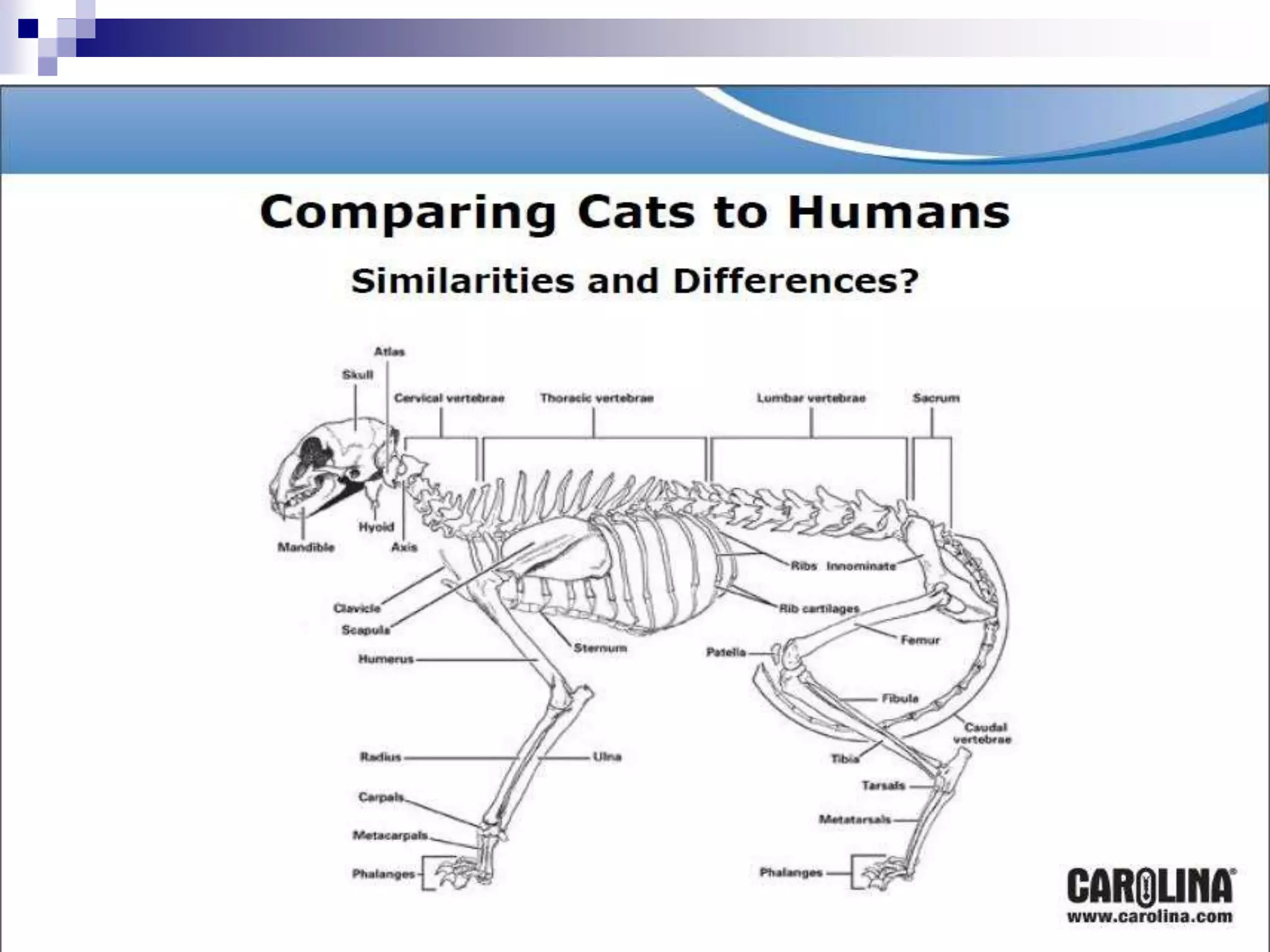 Cat dissection lab and notes chem and bio | PPTX | Heart and ...