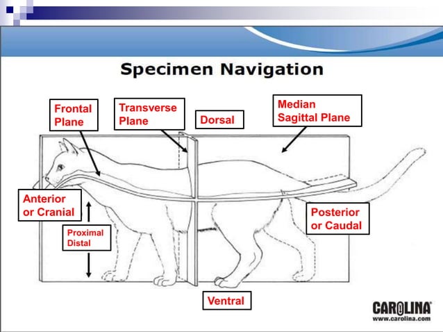 Cat dissection lab and notes chem and bio | PPTX | Heart and ...